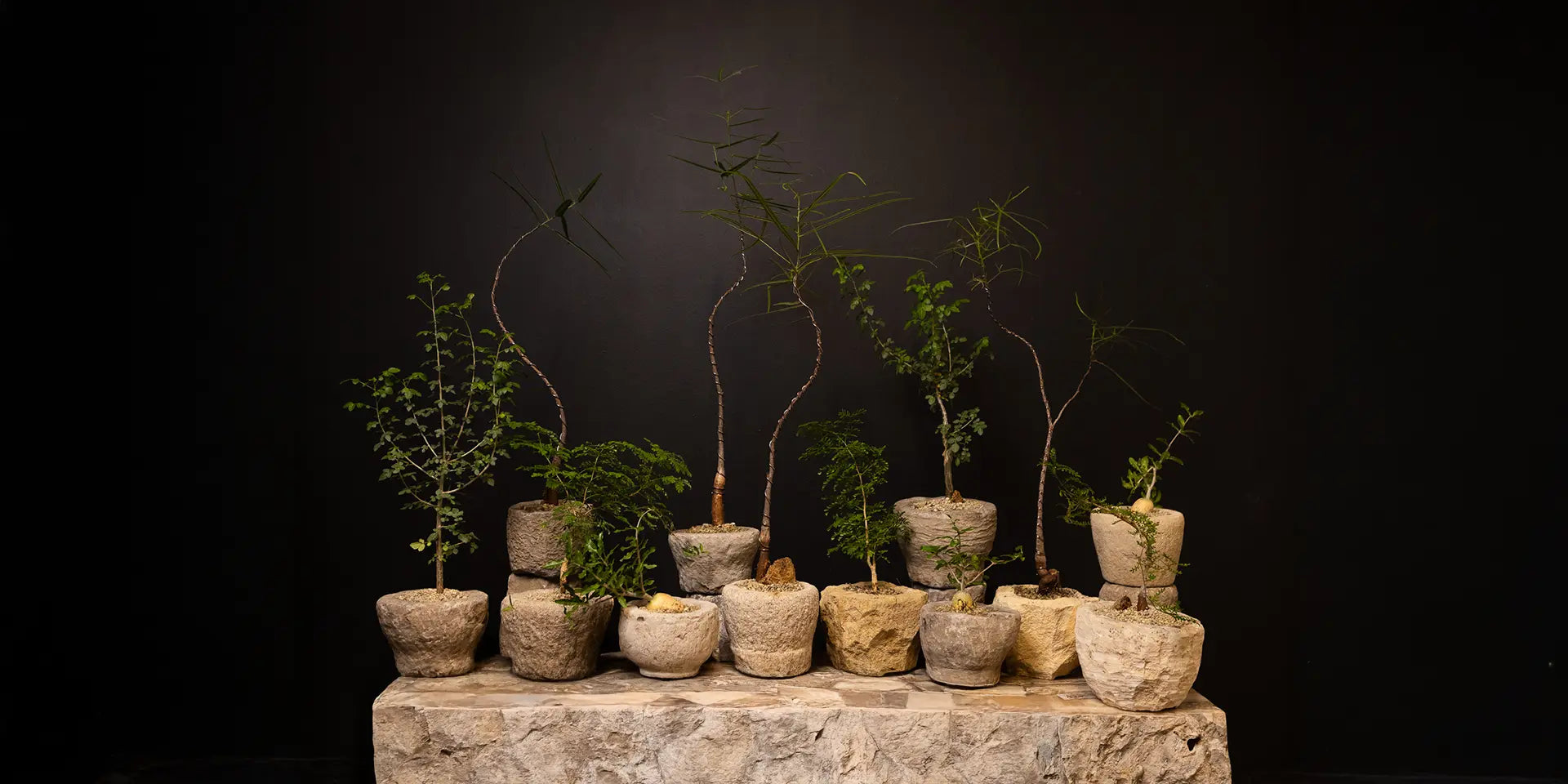 Baby Daddies — Miniature Sculptural Plants | The Plant Daddies