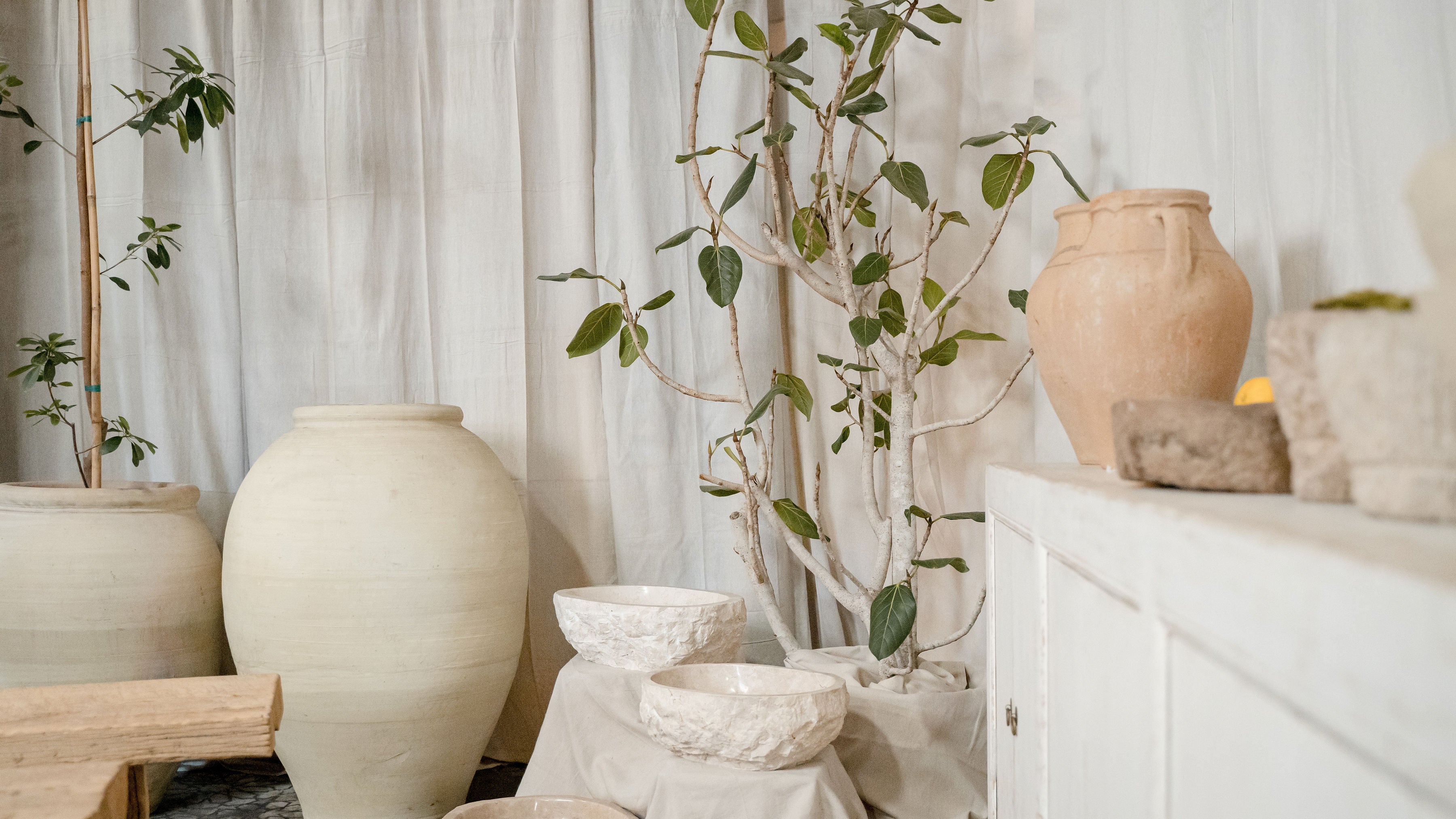 The Plant Daddies – www.theplantdaddies.com